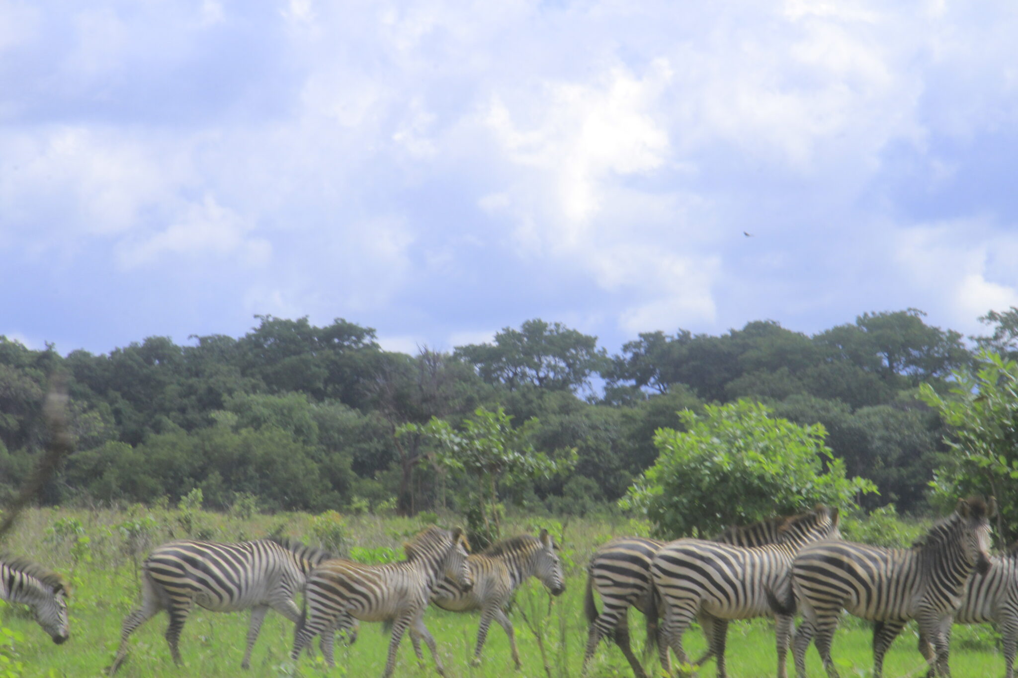 La ruée vers les"nouvelles énergies" détruit les réserves naturelles de ...